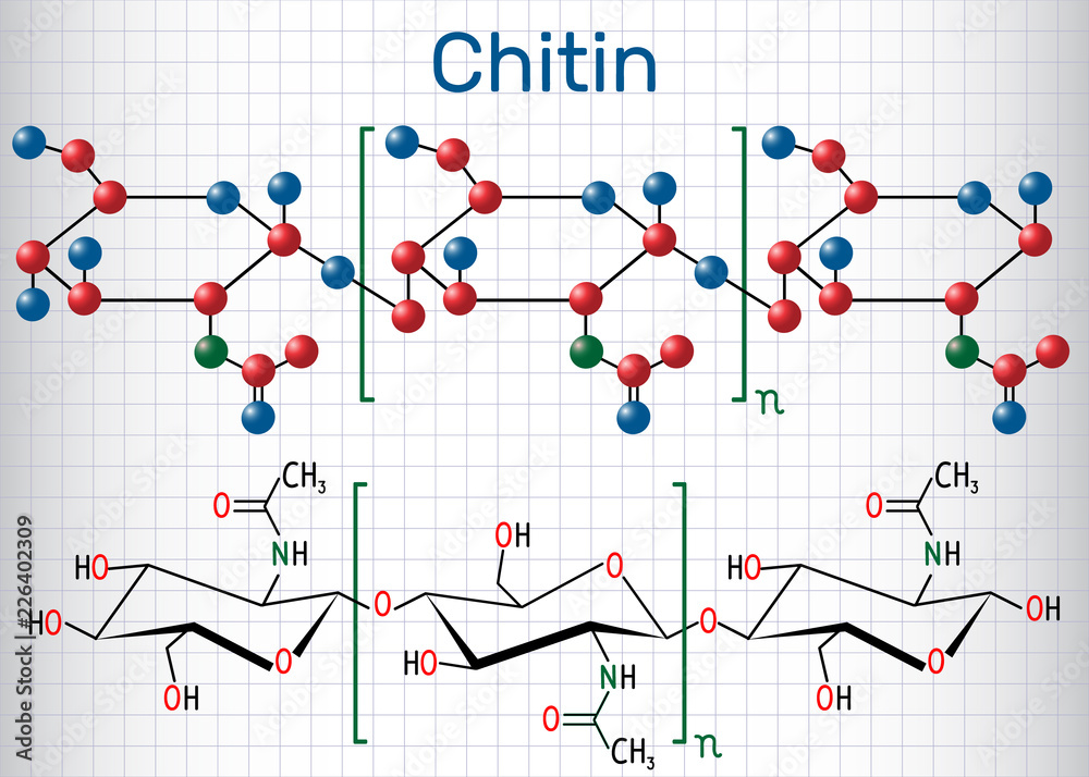 Chitin Molecule