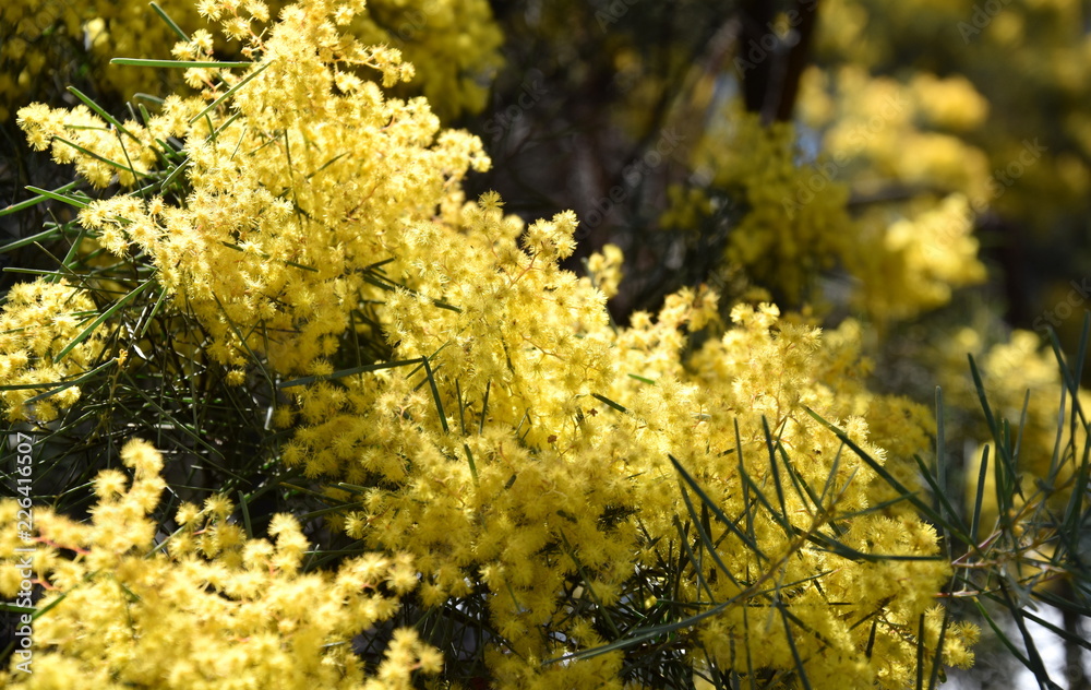 Acacia pycnantha, commonly known as the Golden Wattle, is Australia ...