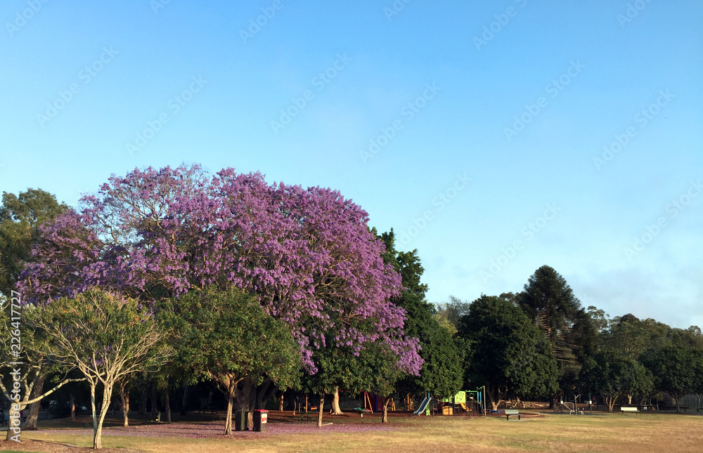 Beautiful Jacaranda trees in New Farm Park, Queensland, Australia Stock ...