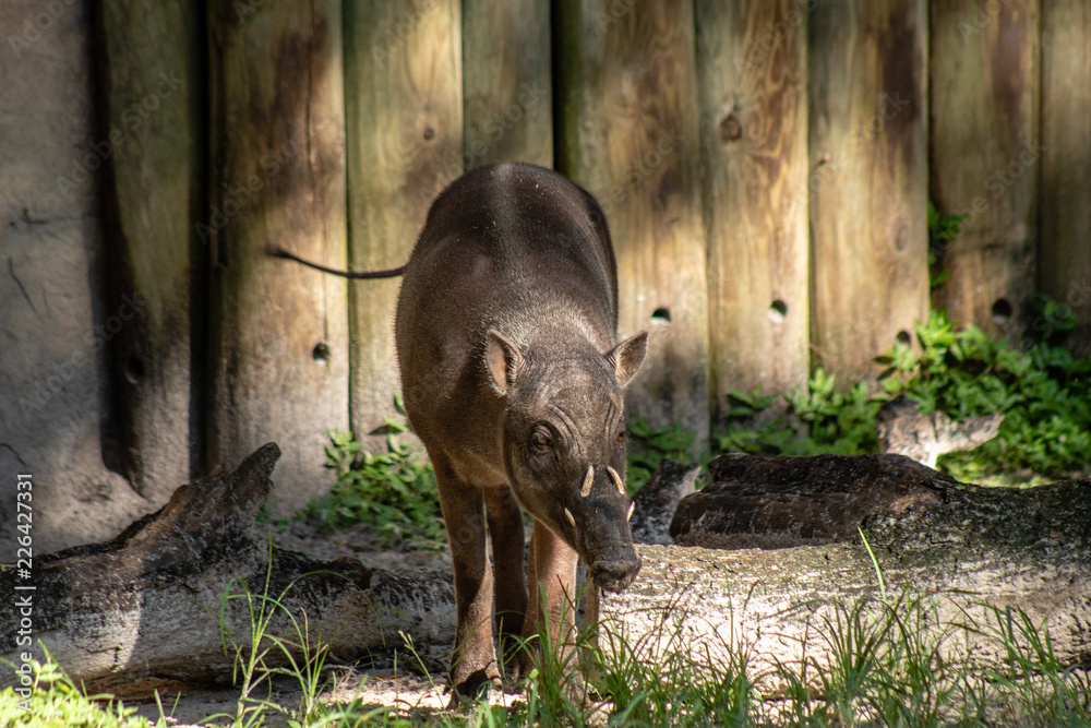 Babirusa pig Stock Photo | Adobe Stock