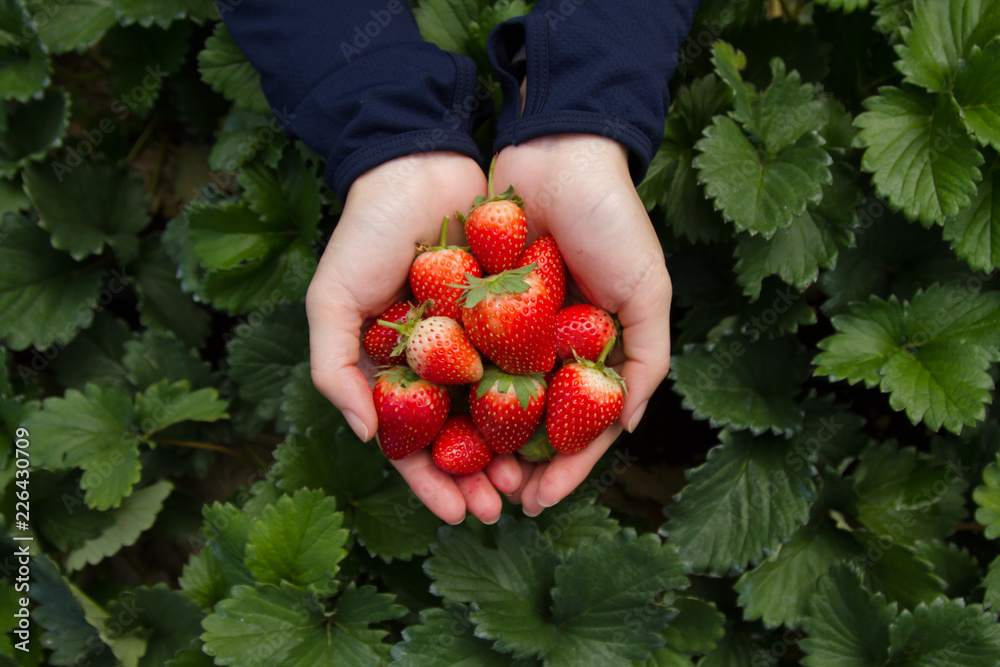 Selecting Fruit