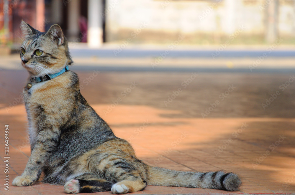 Beautiful leopard color cat which is three colored tabby cat wearing ...