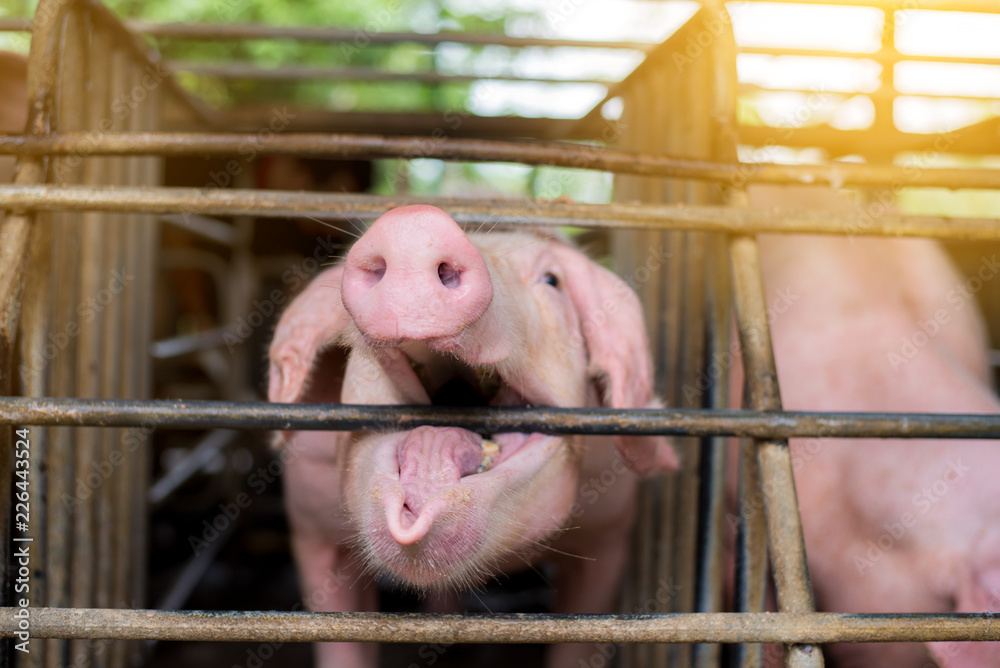 Pigs at the farm. Meat industry. Pig farming to meet the growing demand ...