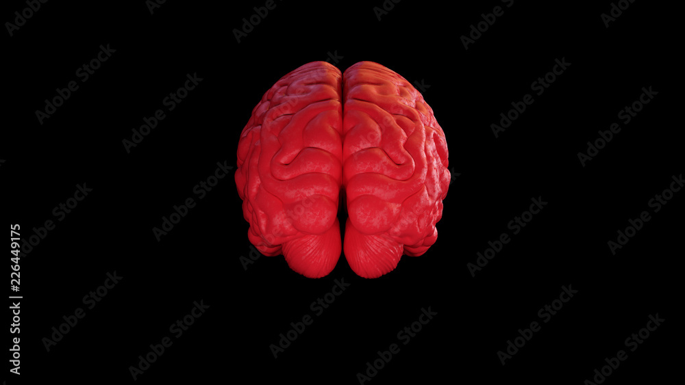 Red Textured Human brain Anatomical Model with Black Background Rear 3d ...