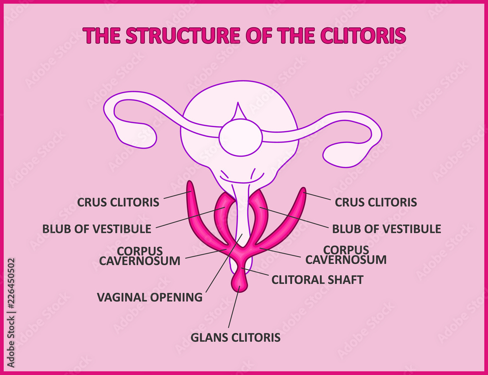The Structure Of The Clitoris A Medical Poster Female Anatomy Vagina The Structure Of The Clitoris A Medical Poster Female Anatomy Vagina