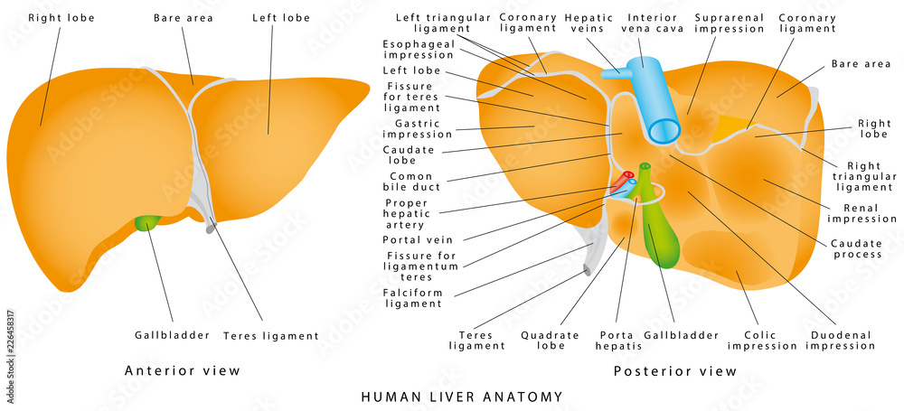 Human Liver Anatomy Stock Vector | Adobe Stock