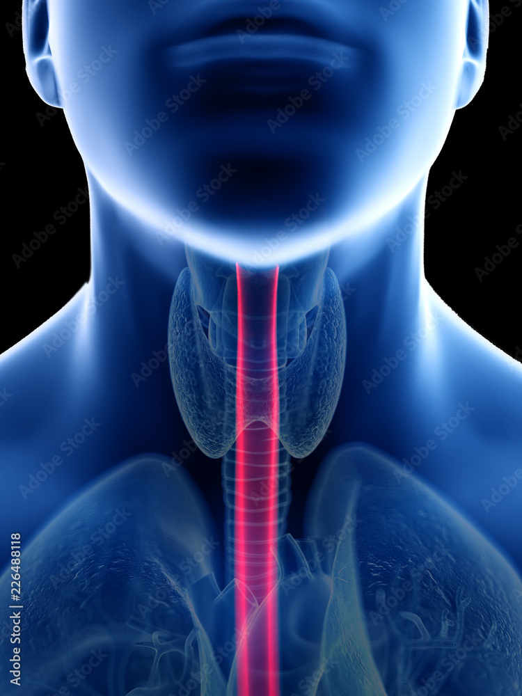 3d rendered medically accurate illustration of a mans esophagus Stock ...