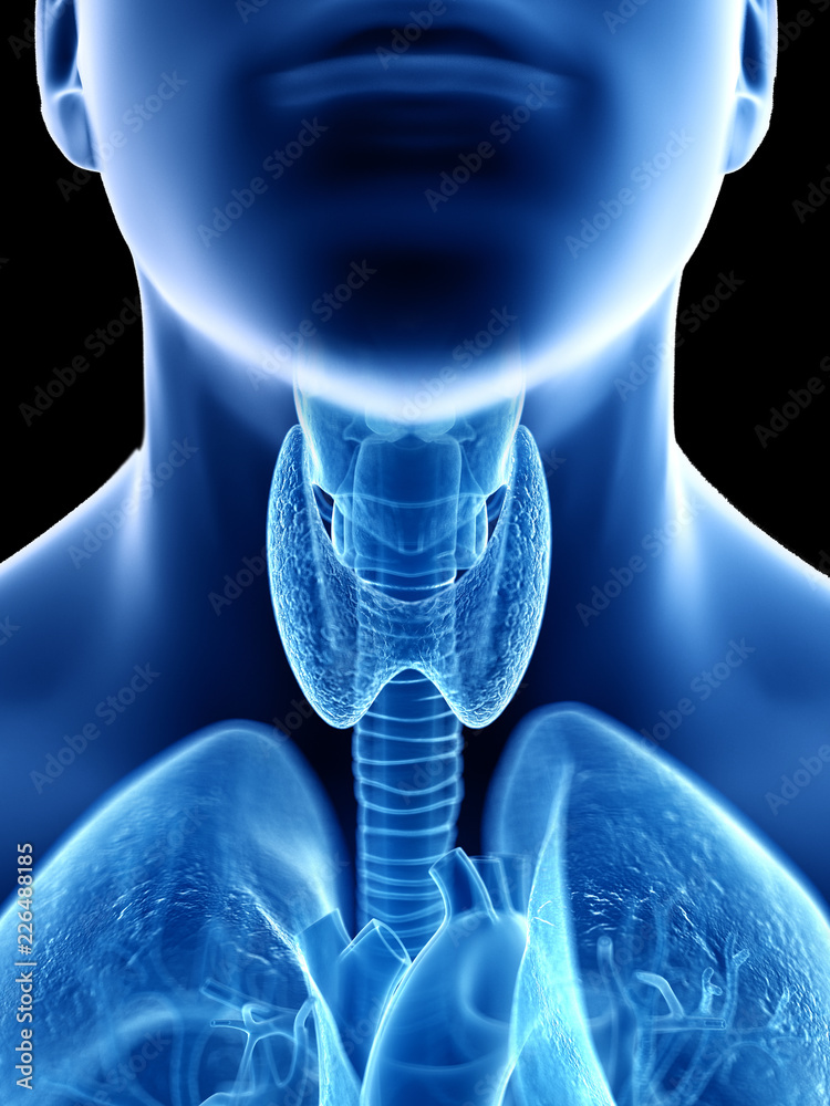 3d rendered medically accurate illustration of a mans throat anatomy ...