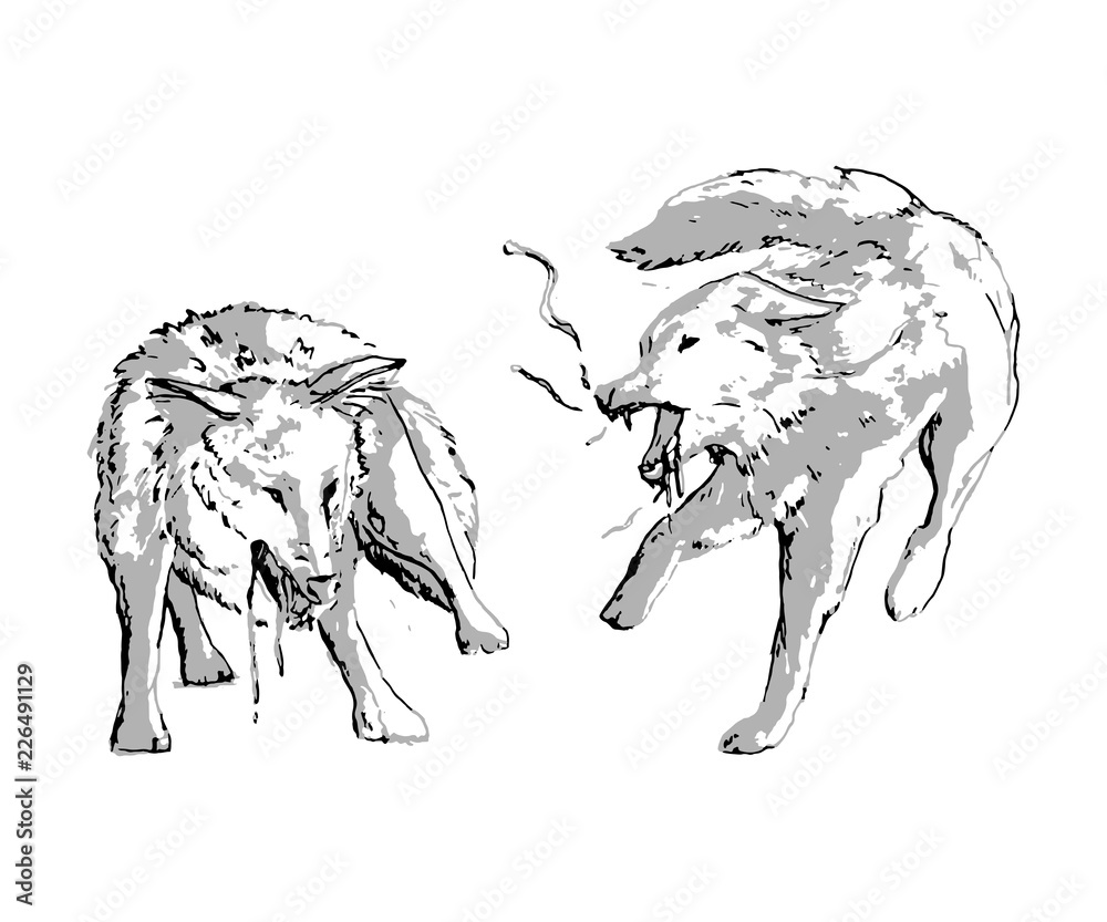 Wolf Fighting Drawing