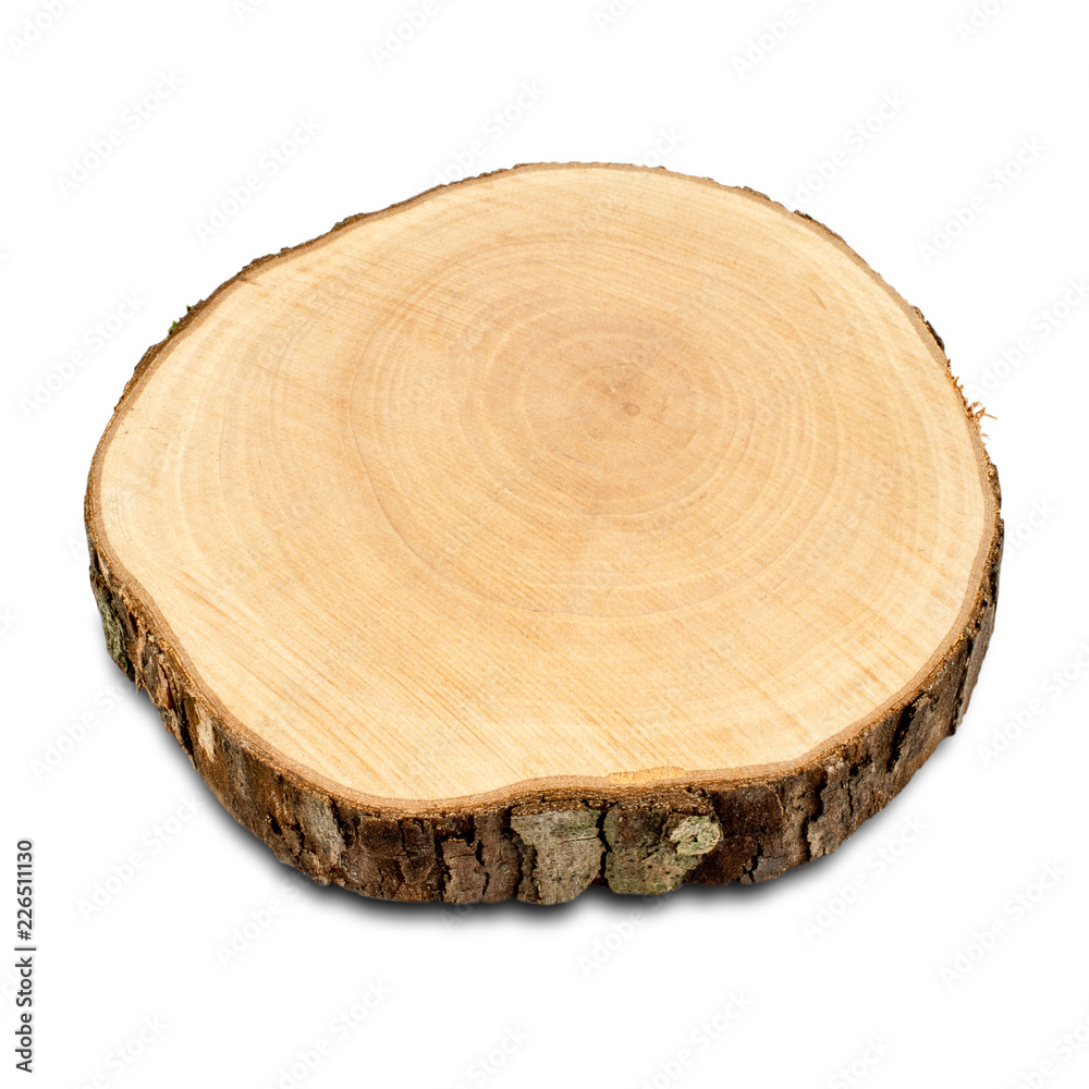 Cross section of tree trunk isolated on white background. Oak tree ...