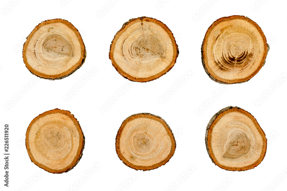 Six different pieces oak wood cross sections isolated on white ...