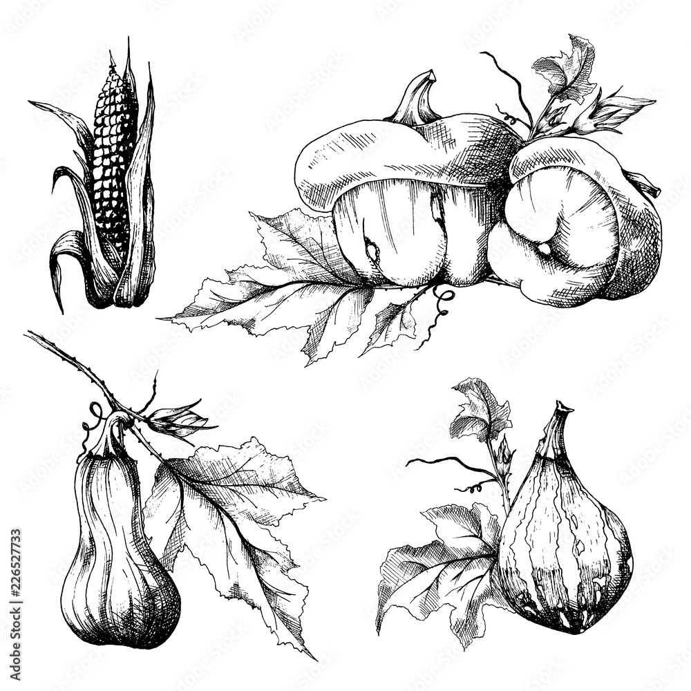 3 Sets of Pumpkins with leaves and corn, different varieties, hand ...