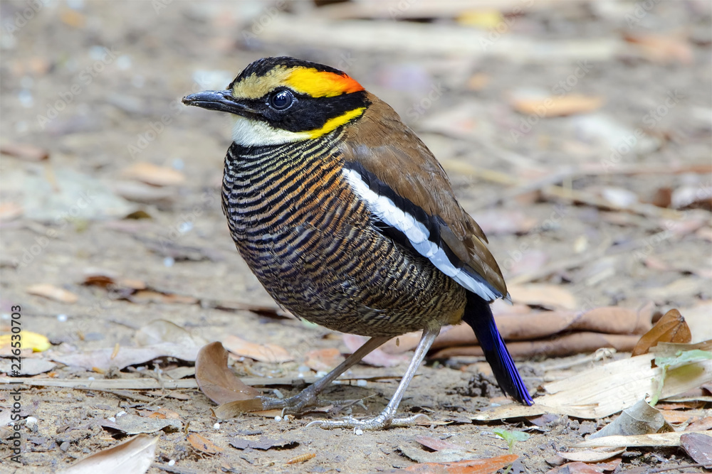 Malayan Banded Pitta female on stump. Malayan Banded Pitta female stand ...
