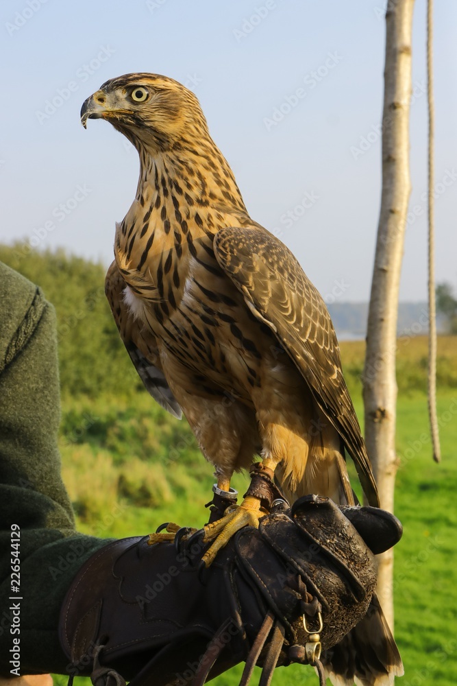 juvenile hawk (Accipiter gentilis), goshawk, falcon breeding, falconry ...