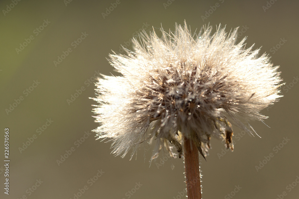 beautiful fluffy autumn flower with seeds Stock Photo | Adobe Stock