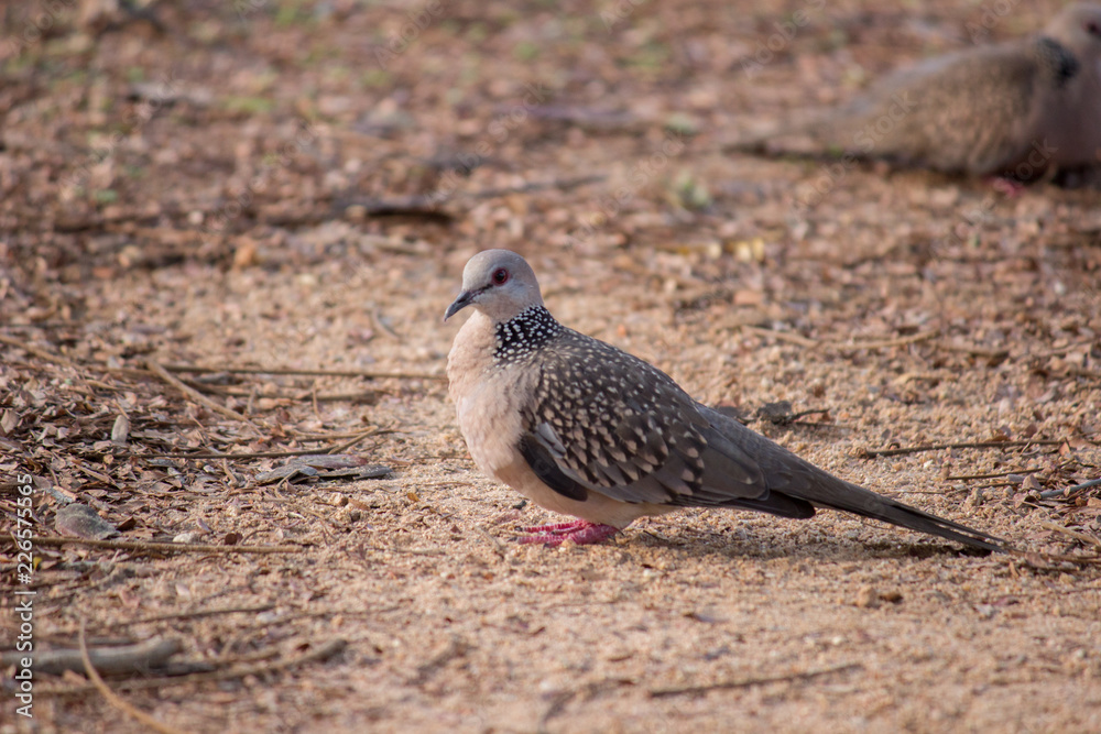 Dove Bird sitting on the ground, in its natural habitat with a soft ...