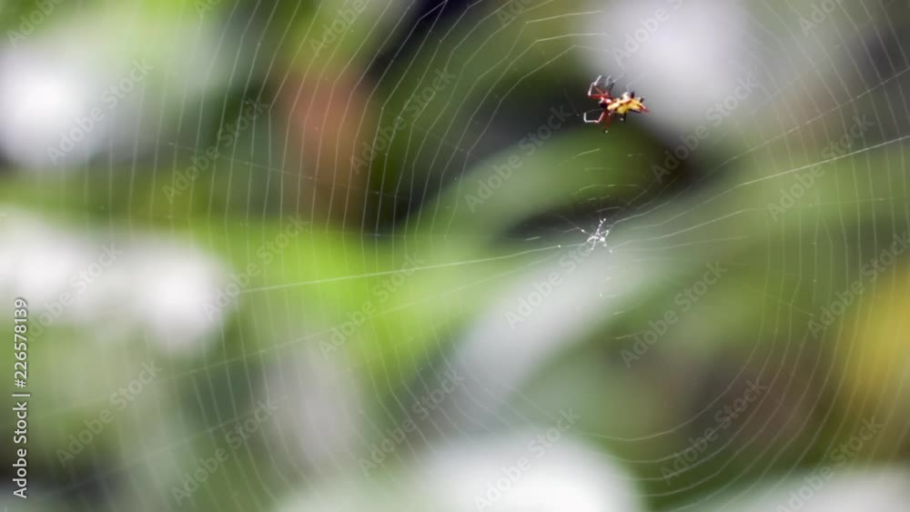 Spiny spider Micrathena sp. making its web at dawn in montane ...