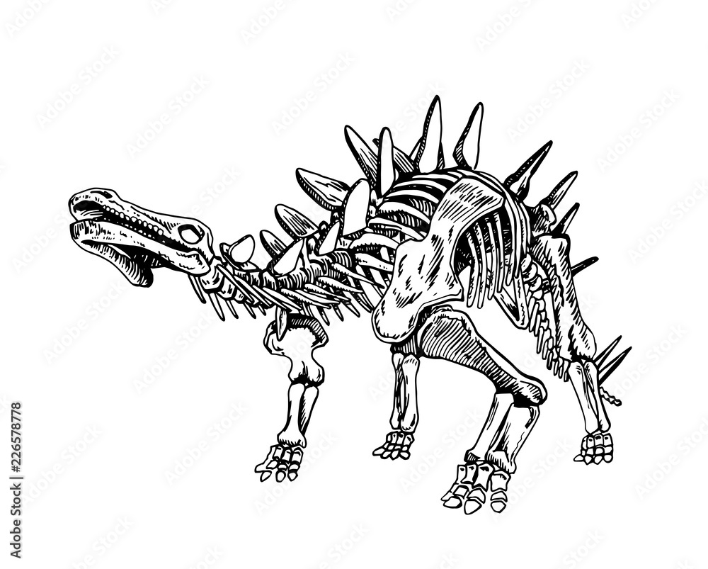 Stegosaurus Skeleton Drawing