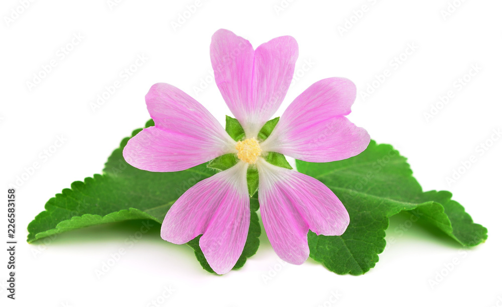 Althaea Officinalis Medicinal Herb Plant. Also Marsh-Mallow, Marsh ...