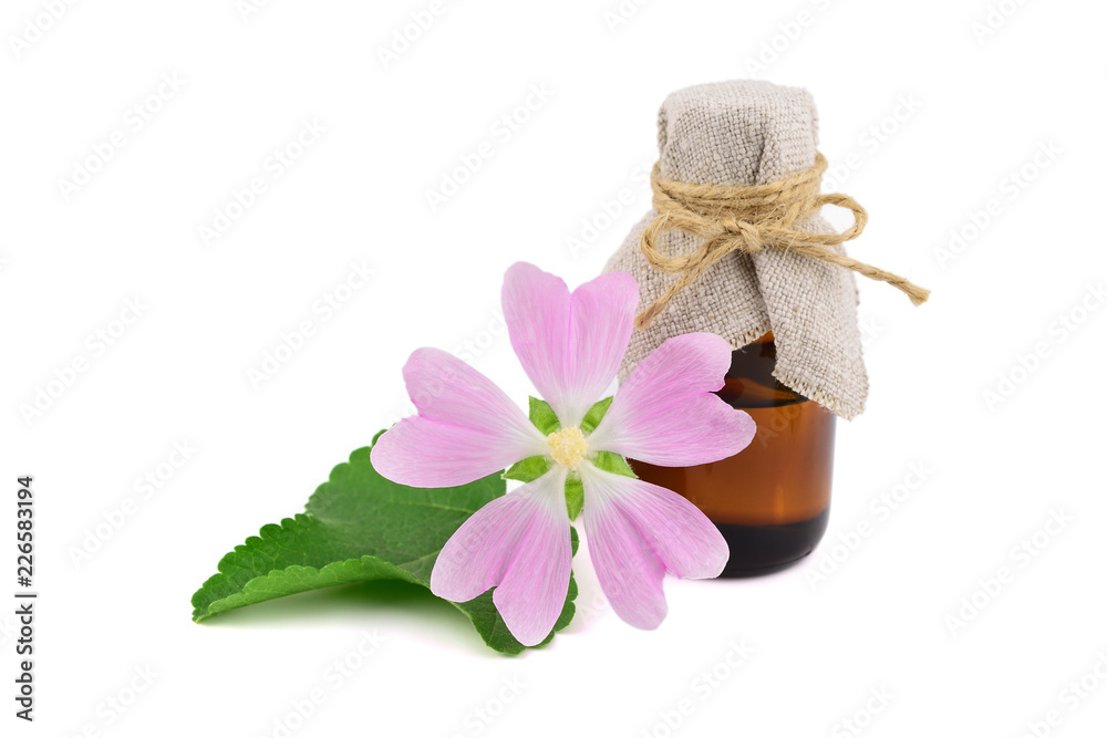 Althaea Officinalis Medicinal Herb Plant Essential Oil or Medication ...
