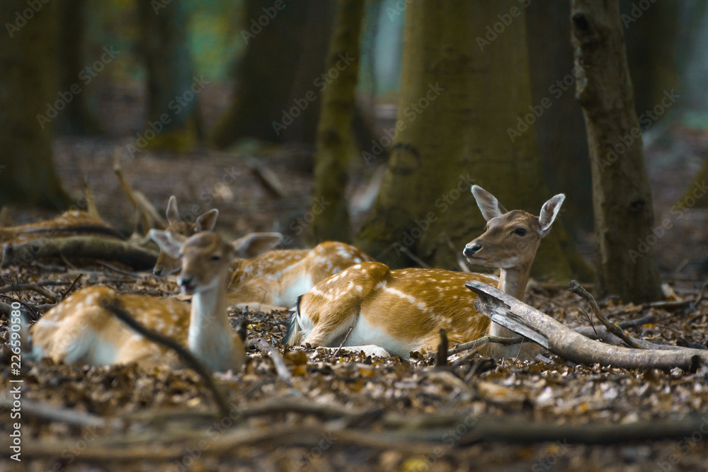 Damwild liegt ein einem Wald innerhalb eines Geheges Stock Photo ...