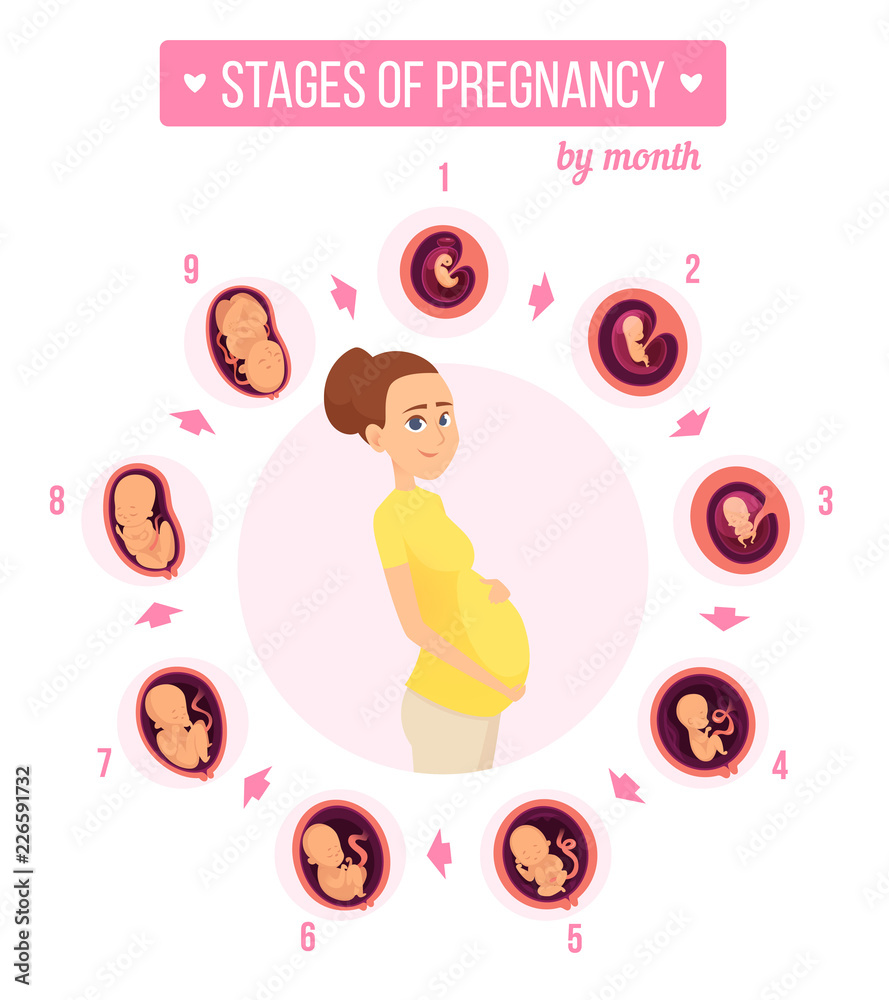 Pregnancy trimester infographic. Human growth stages new born baby ...