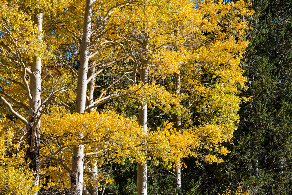 The white trunks and branches of aspen trees with yellow and gold ...