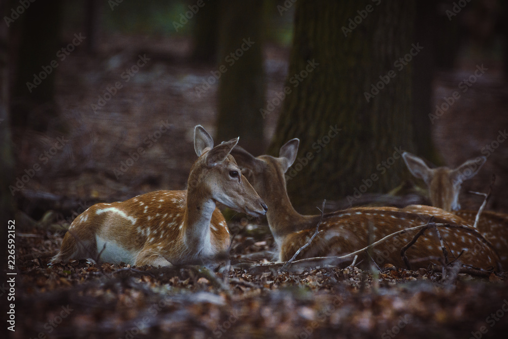 Damwild liegt ein einem Wald innerhalb eines Geheges Stock Photo ...