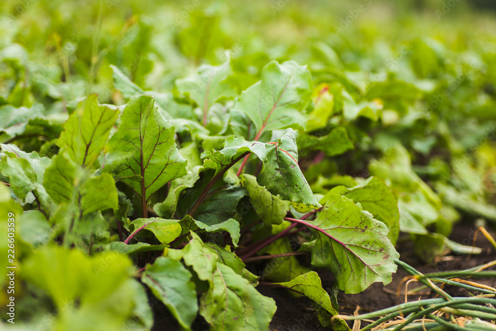 Sea beet, Beta vulgaris subsp. maritima, beetroot, table, garden, red ...