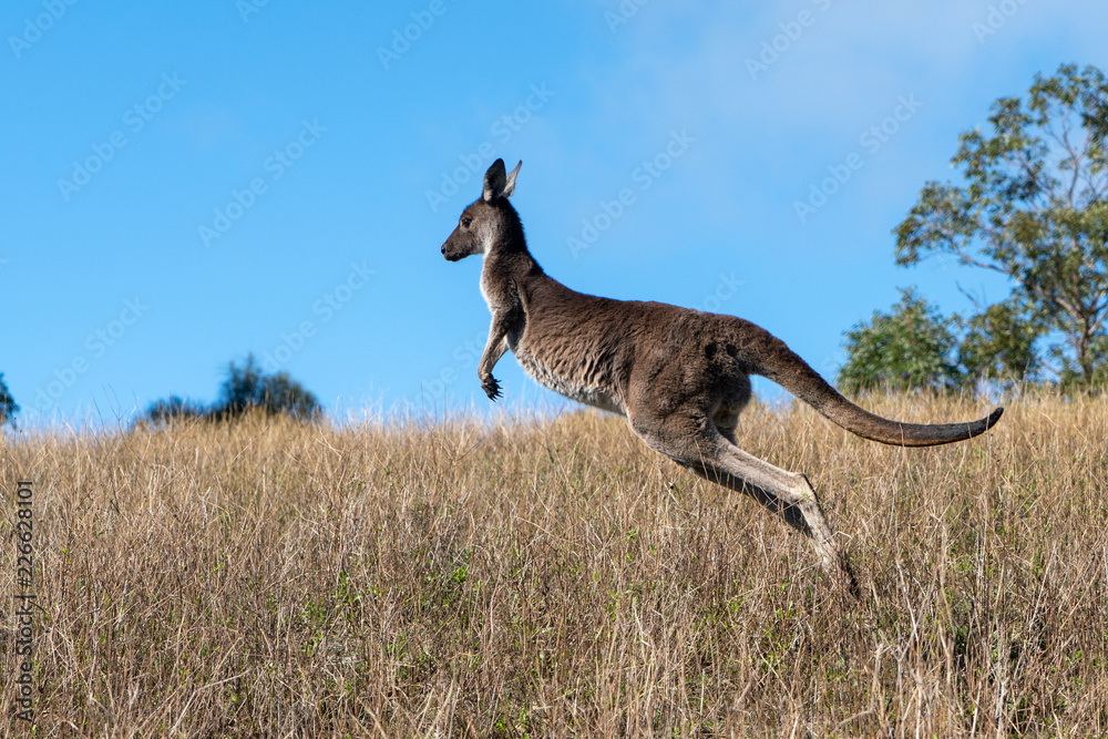 Kangaroo hopping through dry grass Stock Photo | Adobe Stock