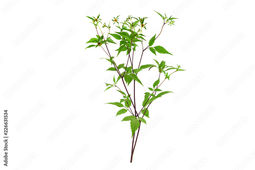 Bidens Frondosa Medicinal Herb Plant. Aslo Known as Devil's Beggarticks ...