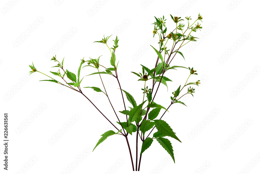 Bidens Frondosa Medicinal Herb Plant. Aslo Known as Devil's Beggarticks ...