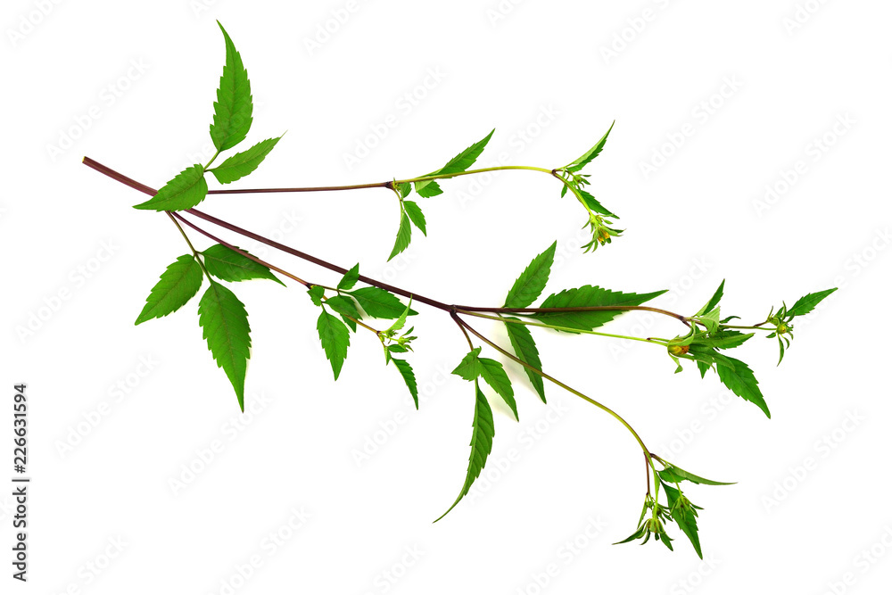 Bidens Frondosa Medicinal Herb Plant. Aslo Known as Devil's Beggarticks ...