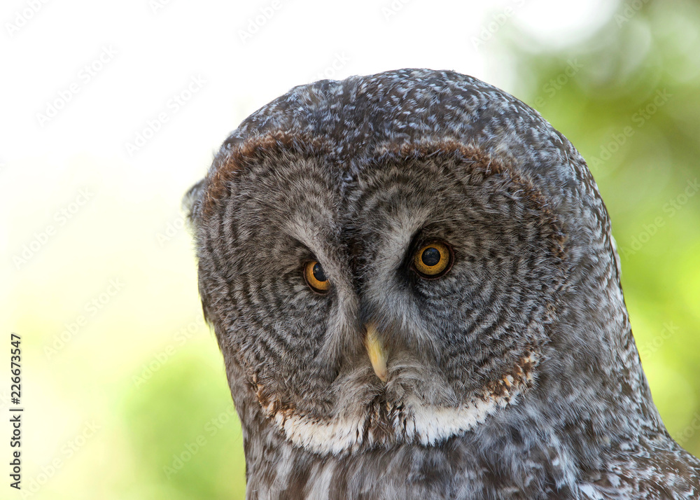 Close up portrait of a Great Grey Owl. It is a very large owl ...