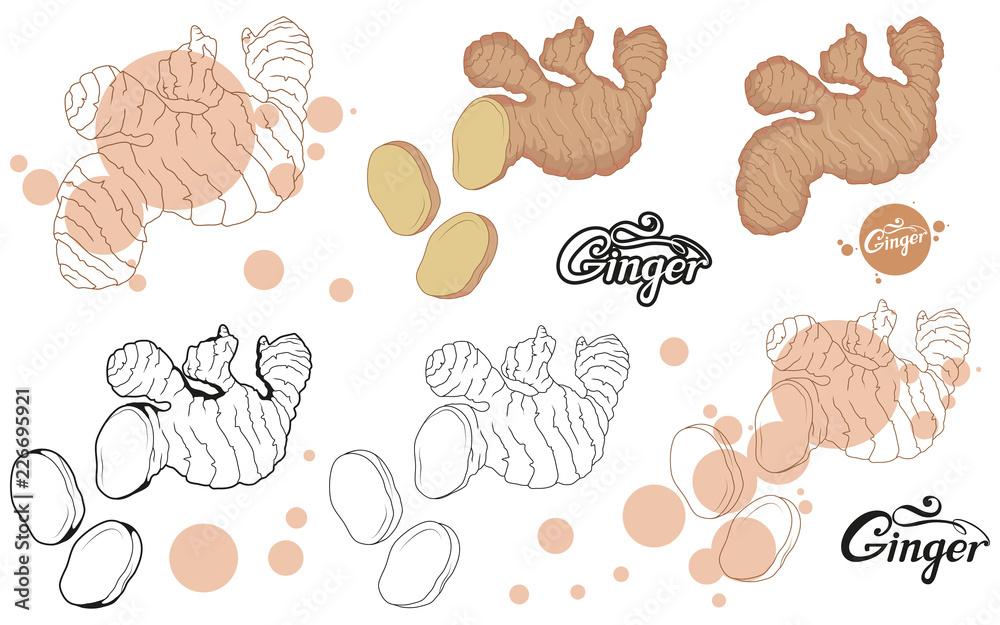 hand drawn ginger root, spicy ingredient, ginger logo, healthy organic ...