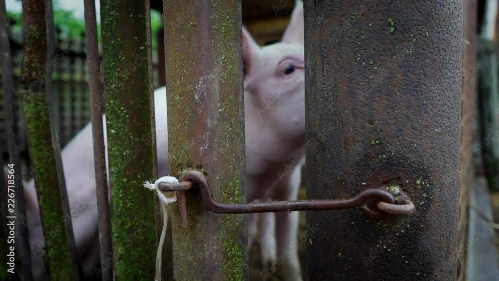 Two small white piglets in a pigsty, piglets behind a fence of metal ...