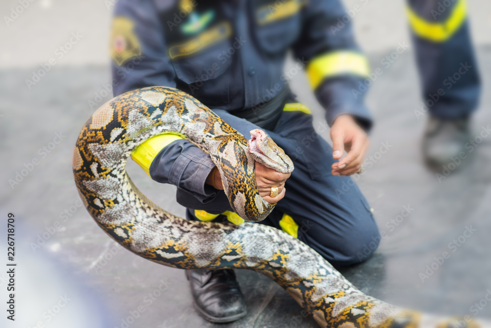 Security guard show how to Catch and Handling of Reptiles snake Stock ...