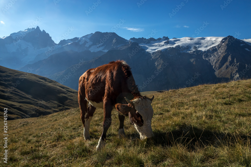 Vache broutant à l' alpage en montagne face à la Meije en Hautes-Alpes ...