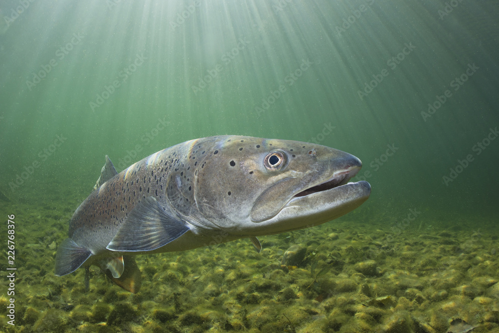 Common huchen (Hucho hucho) swimming in nice river. Beautiful salmonid ...