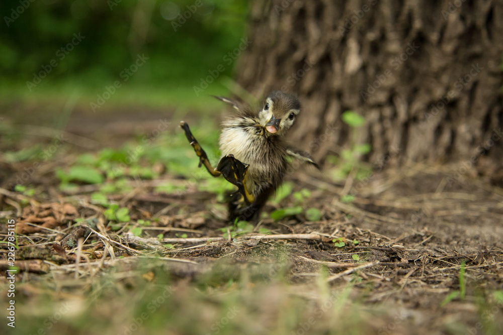 Wood Duck Ducklings Jumping