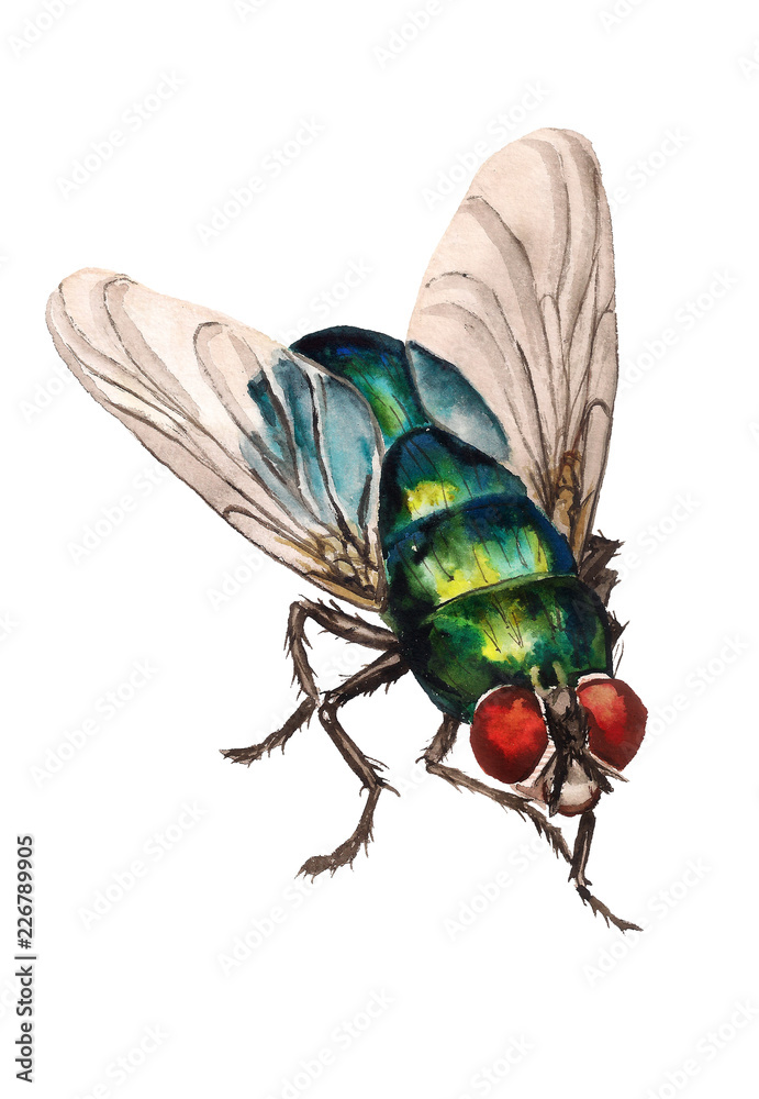 Watercolor blow fly Stock Illustration | Adobe Stock
