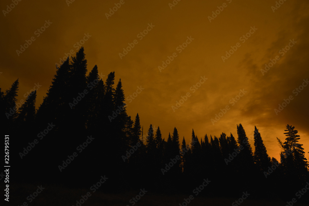 Sepia Tone Tree Background