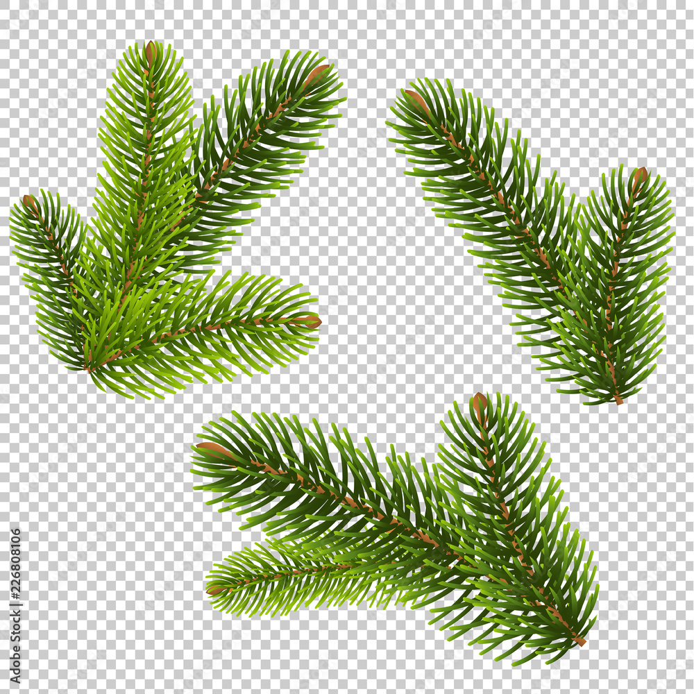 Fir Tree Isolated Isolated Transparent Background Stock Vector | Adobe ...