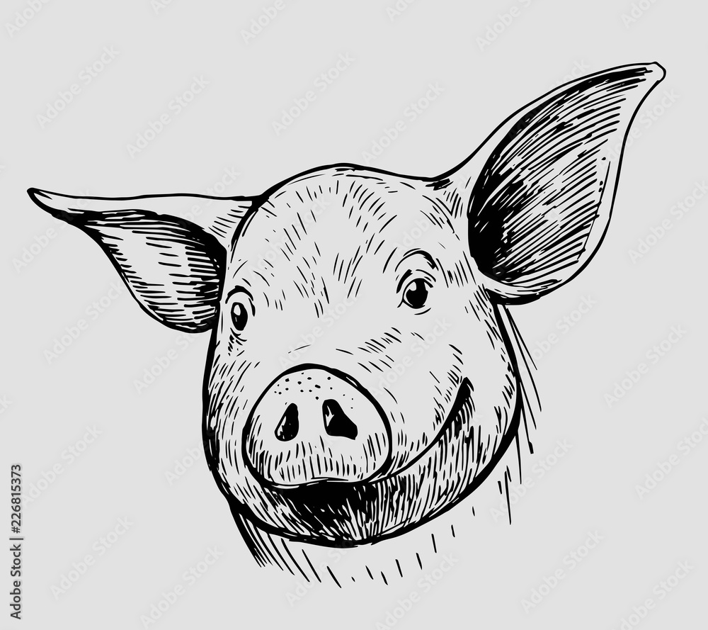 Sketch of pig. Hand drawn illustration converted to vector. Stock ...