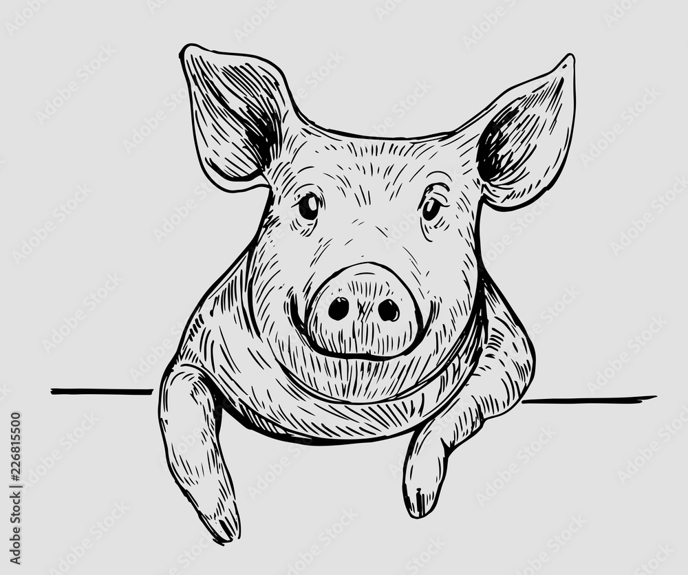 Sketch of pig. Hand drawn illustration converted to vector. Stock ...