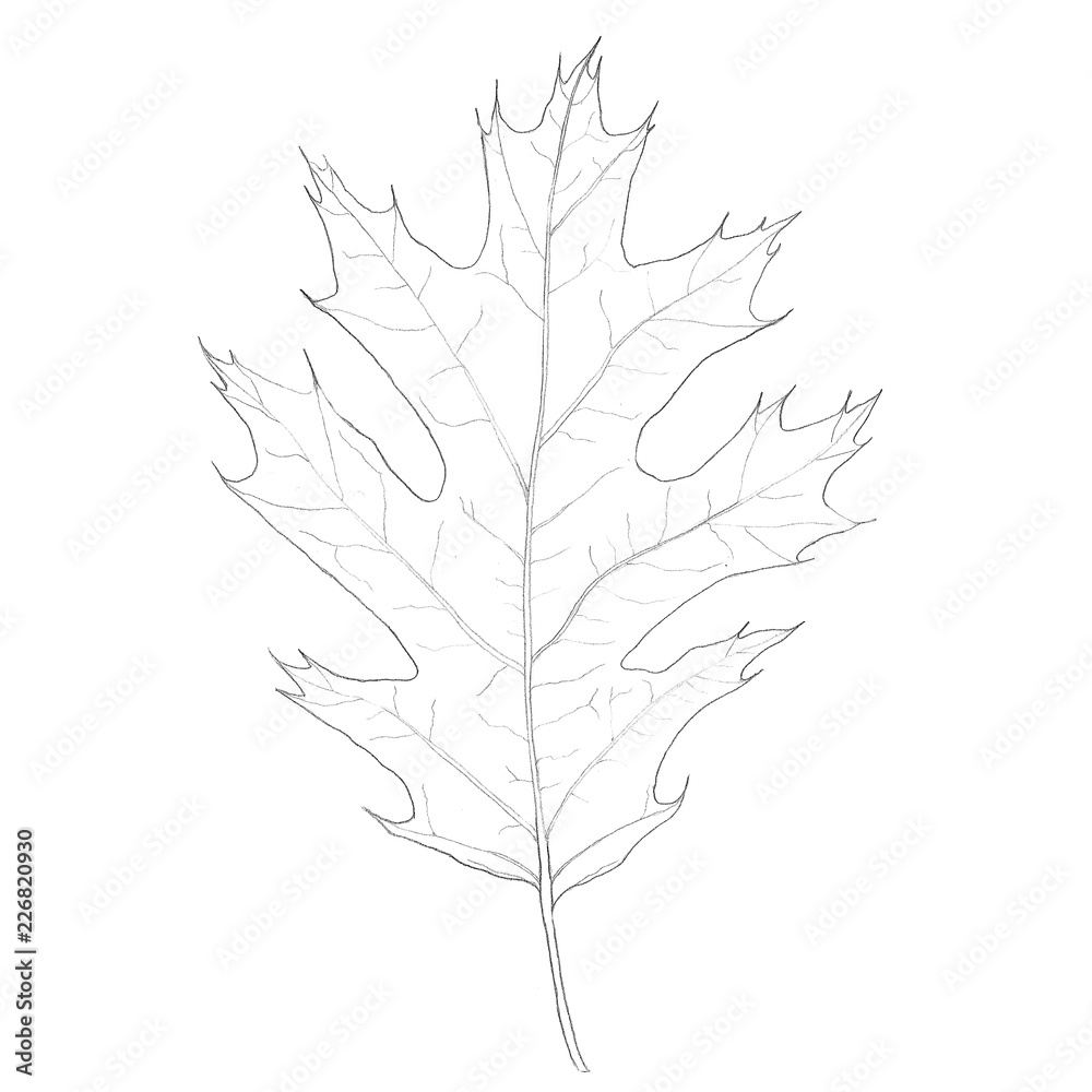 Realistic oak leaf line drawing. Hand drawing Stock Illustration ...