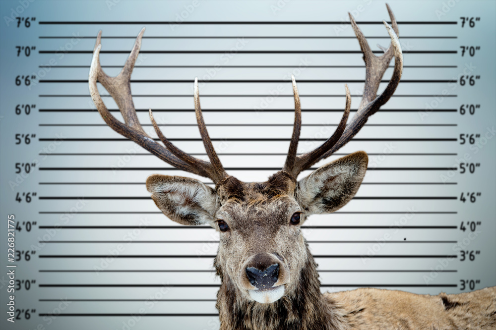 mugshot of suspected Deer on the black background Stock Photo | Adobe Stock