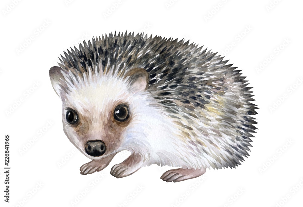 Hedgehog animal isolated on white background. Watercolor. Illustration ...