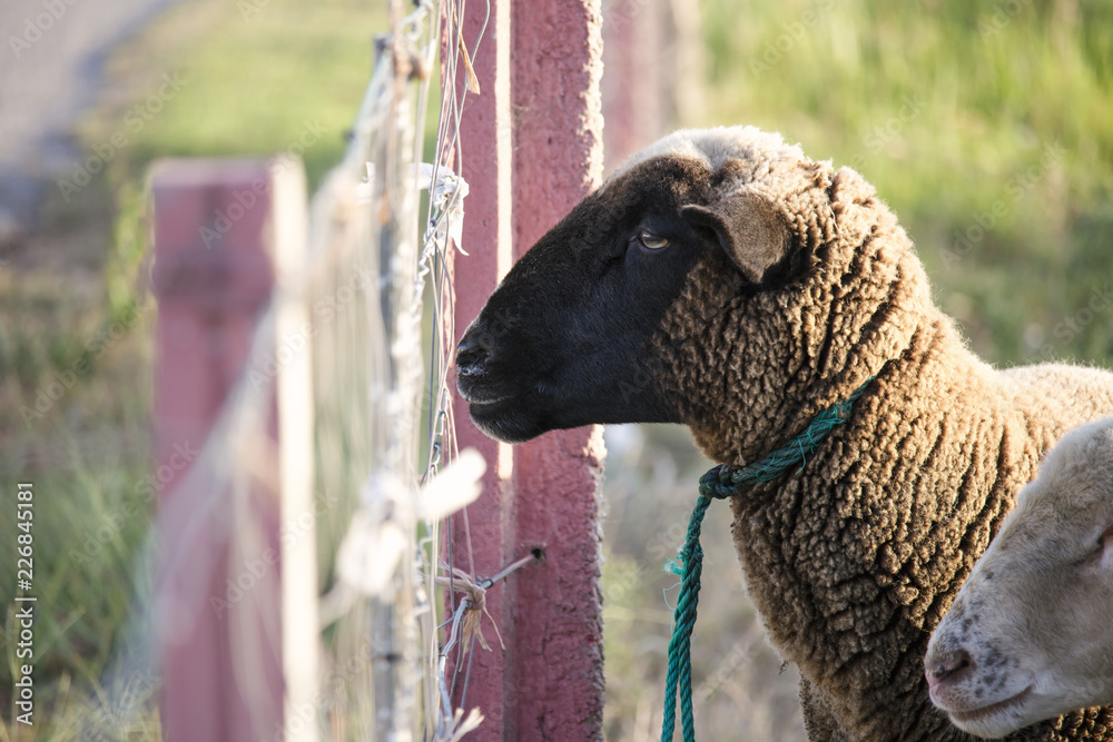 Cute brown sheep looking disinterested and bored into the distance ...