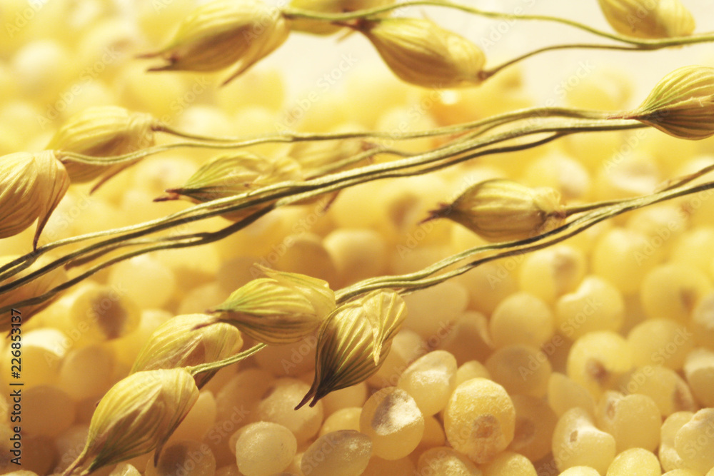 Grains of millet and a sprig of millet. Macro. Background Stock Photo ...